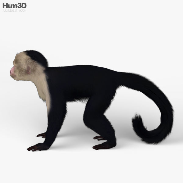 Capuchin HD 3D model | CGTrader