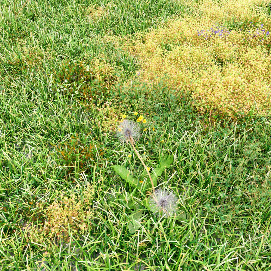 Forest Pack Library For FstormRender-unofficial 3D model | CGTrader