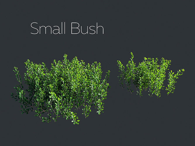 Small northern bush free 3D model | CGTrader