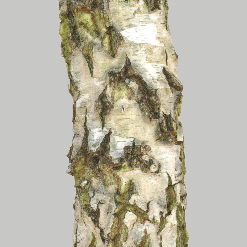 3D model 360 Tree Bark 4 VR / AR / low-poly | CGTrader