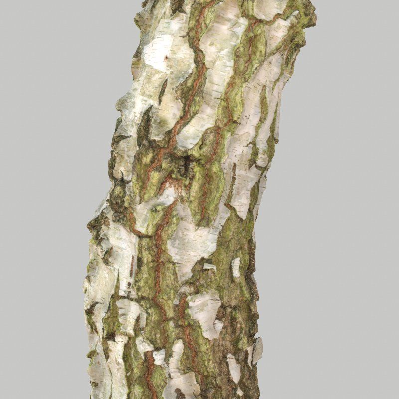 3D model 360 Tree Bark 4 VR / AR / low-poly | CGTrader