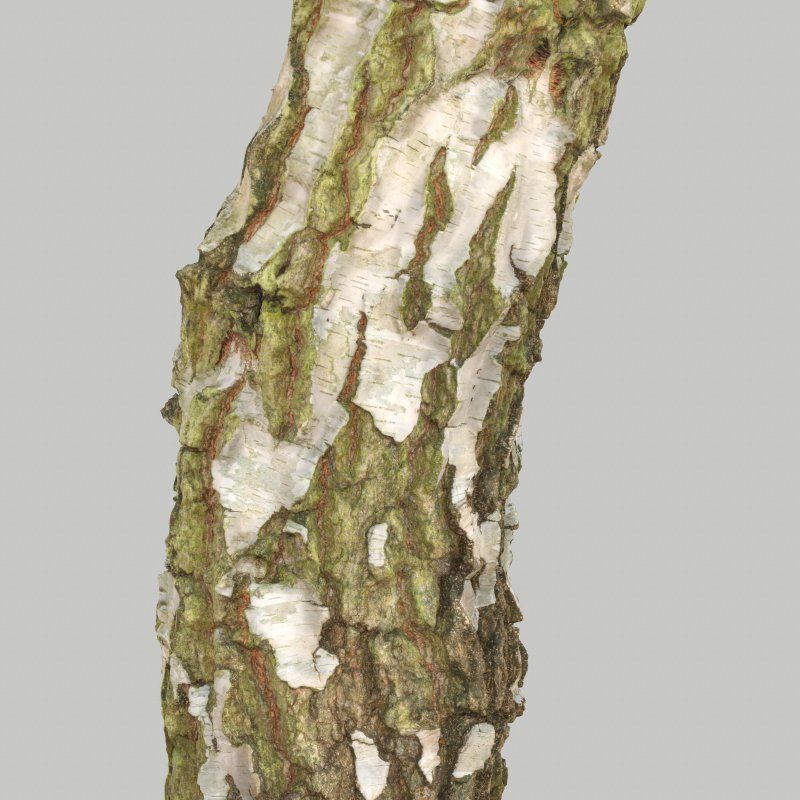 3D model 360 Tree Bark 4 VR / AR / low-poly | CGTrader
