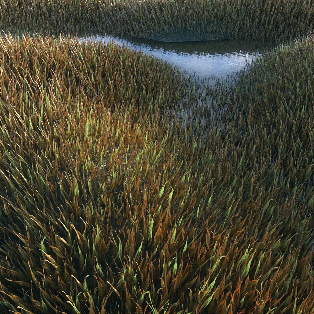 3D model Grass Low Poly 5 VR / AR / low-poly | CGTrader