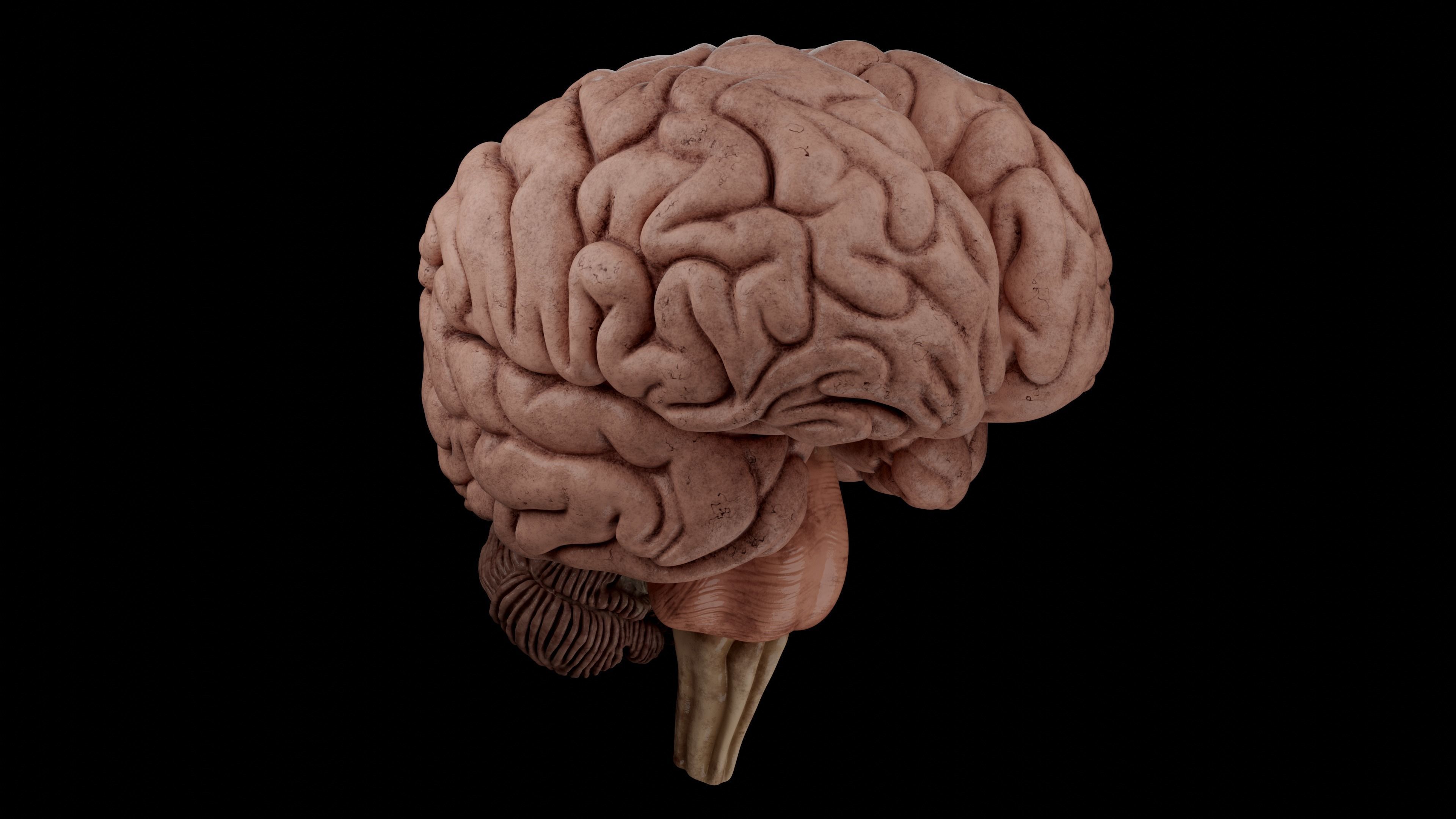 High Resolution 8k Human Brain System Pack 3D model | CGTrader