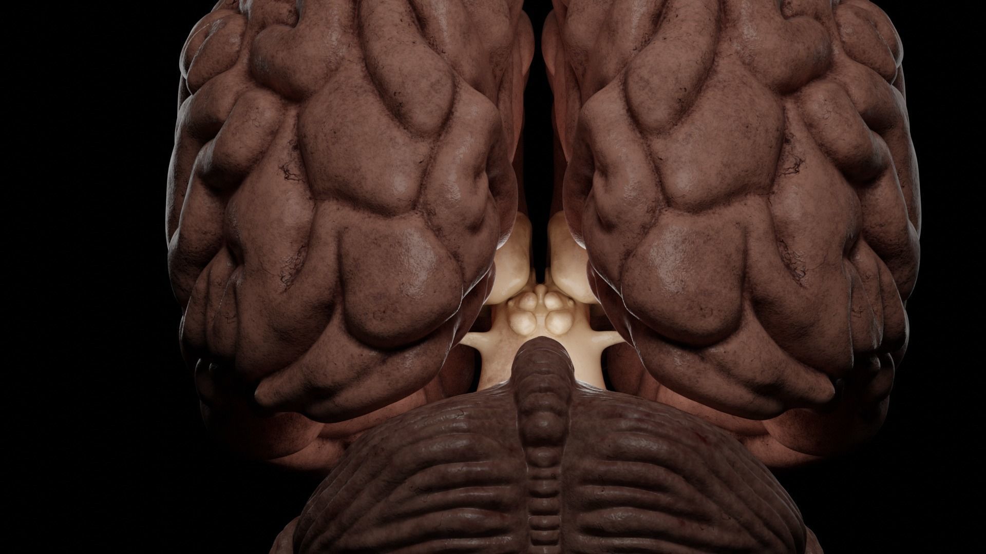 High Resolution 8k Human Brain System Pack 3D model | CGTrader
