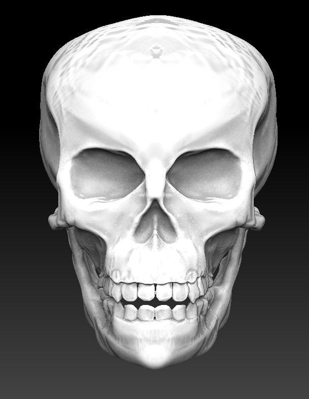 skull free 3D model | CGTrader
