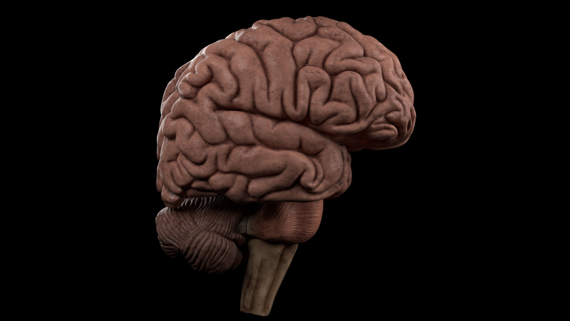 High Resolution 8k Human Brain System Pack Premium 3D model | CGTrader