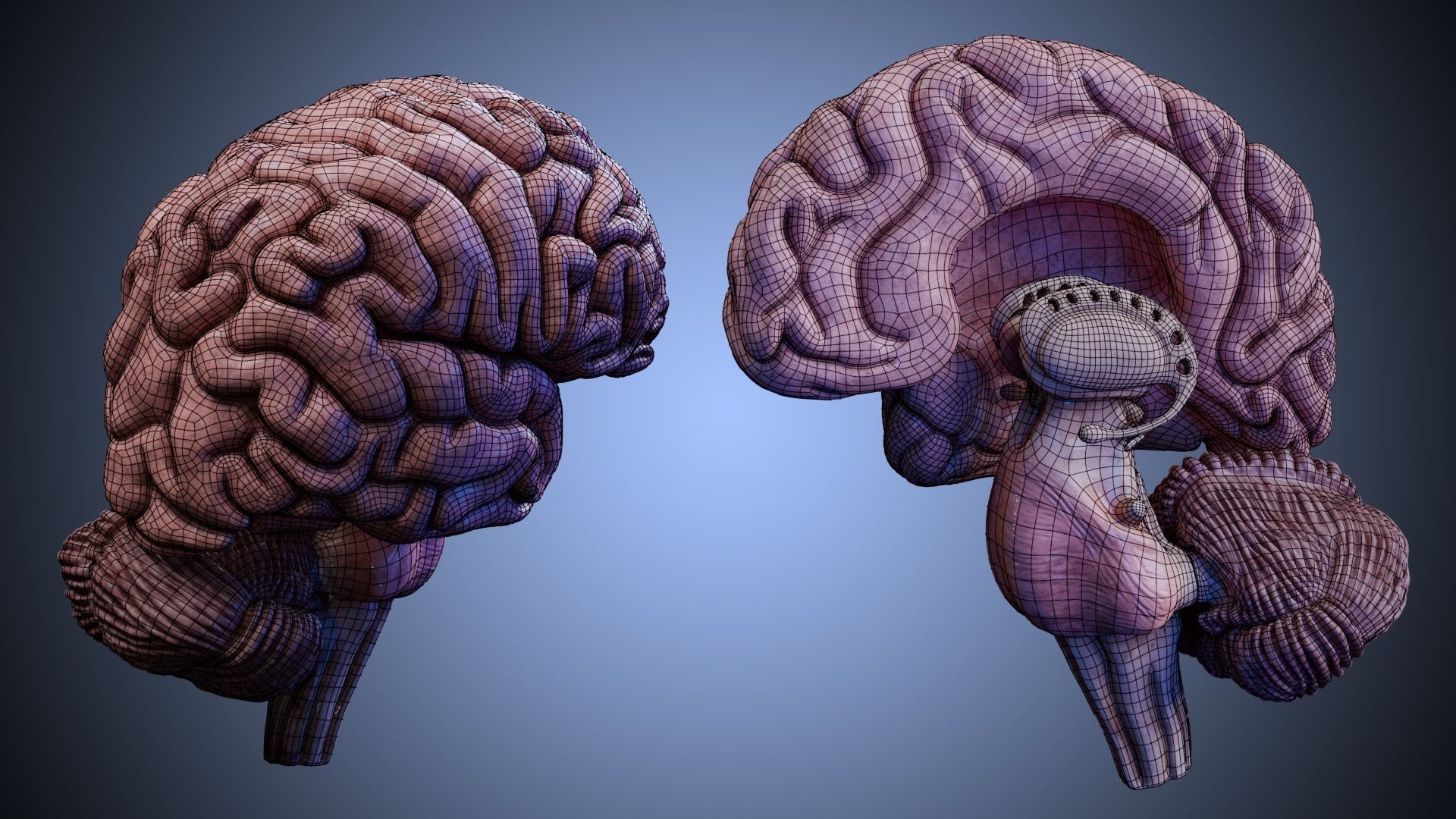 High Resolution 8k Human Brain System Pack Premium 3D model | CGTrader