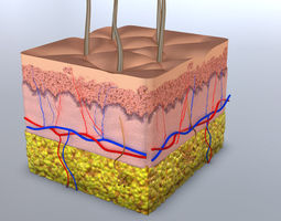 Animated Skin 3D Models | CGTrader