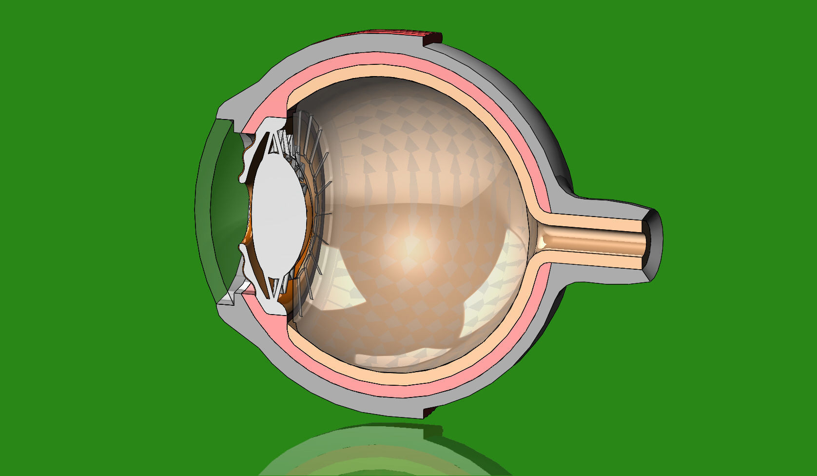 3d model-replica of a human eye anatomy 3D model 3D printable | CGTrader