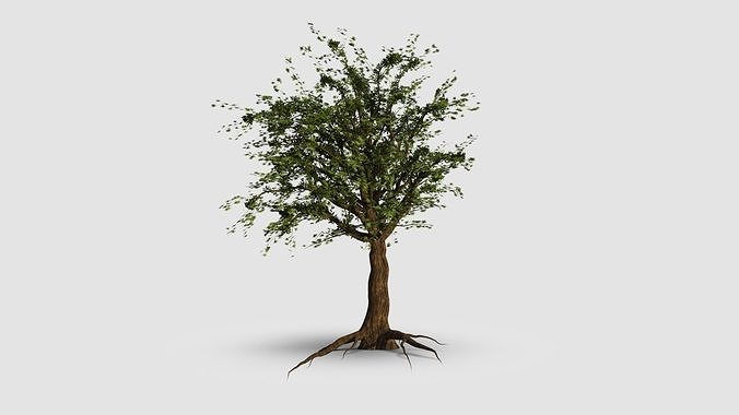 Jungle Tree free 3D model | CGTrader