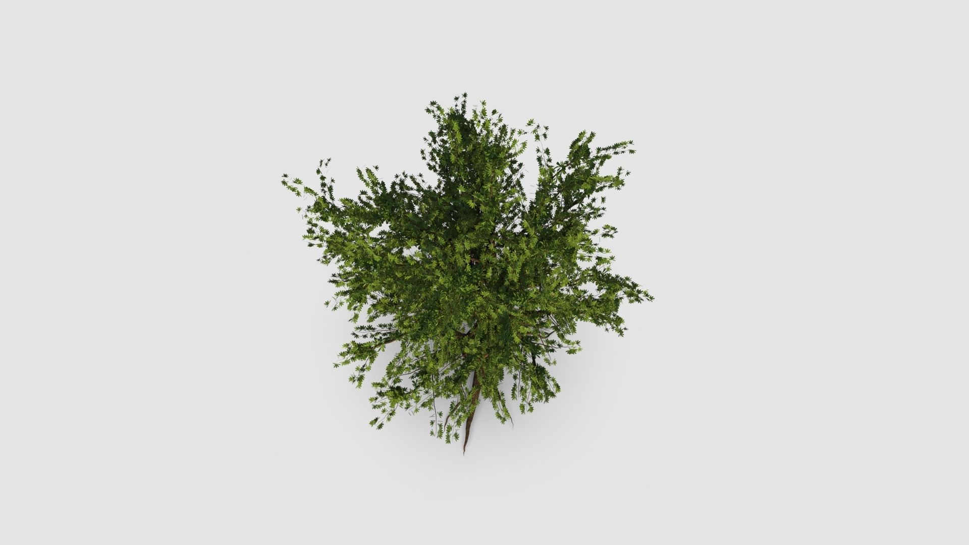 Jungle Tree free 3D model | CGTrader