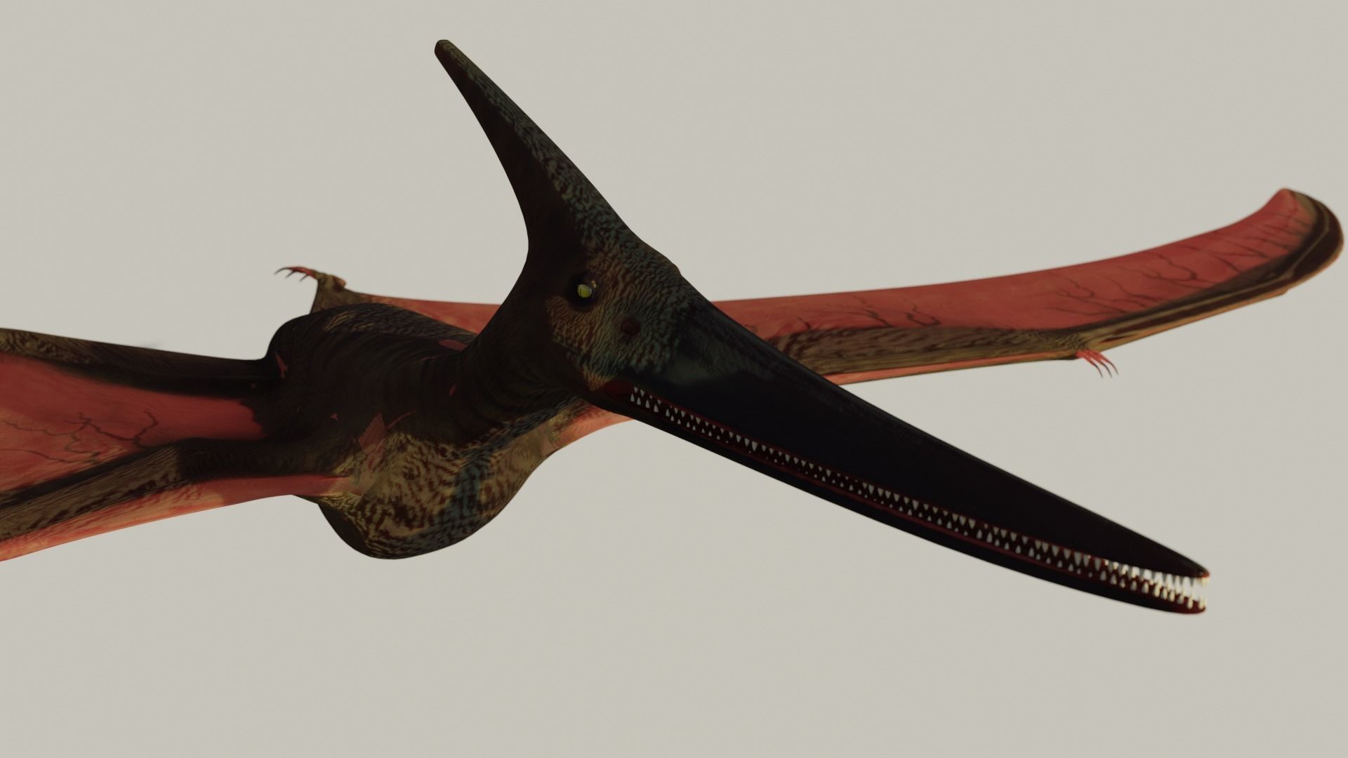 3D model Pterodactyl dinosaur flying in air VR / AR / low-poly | CGTrader