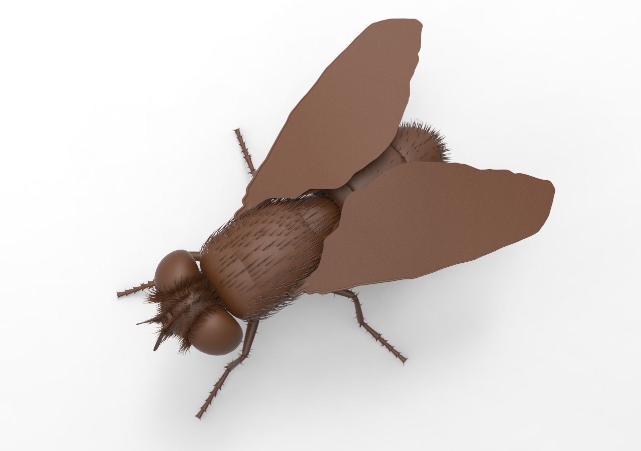 Fly-Fly fly 3D model 3D printable | CGTrader