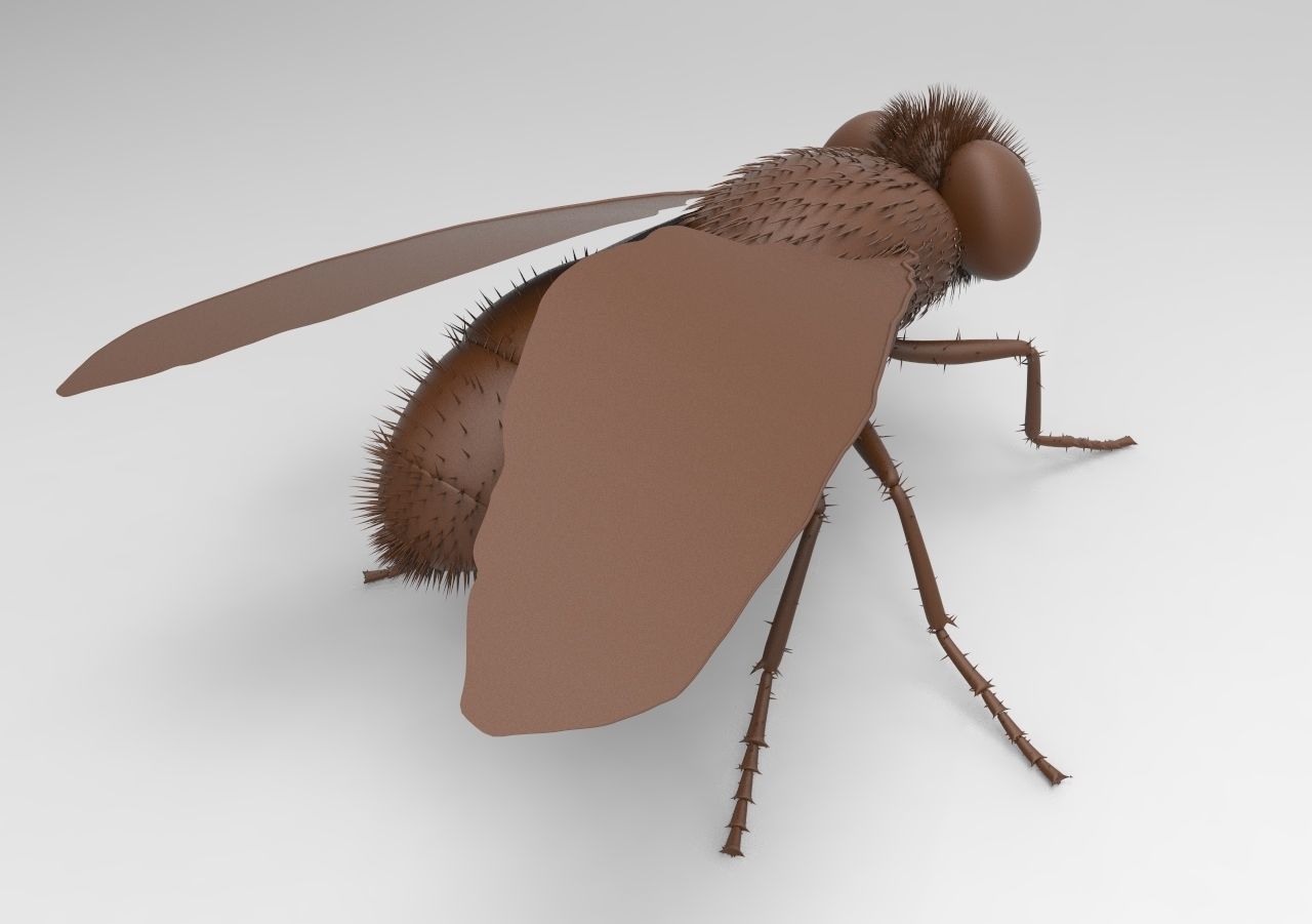 Fly-Fly fly 3D model 3D printable | CGTrader
