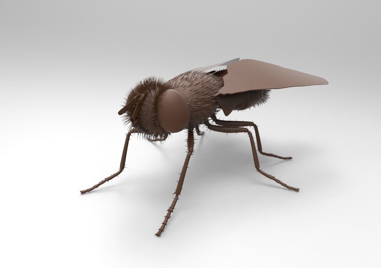 Fly-Fly fly 3D model 3D printable | CGTrader