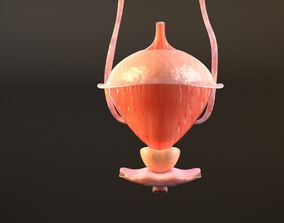 Bladder 3D Models | CGTrader