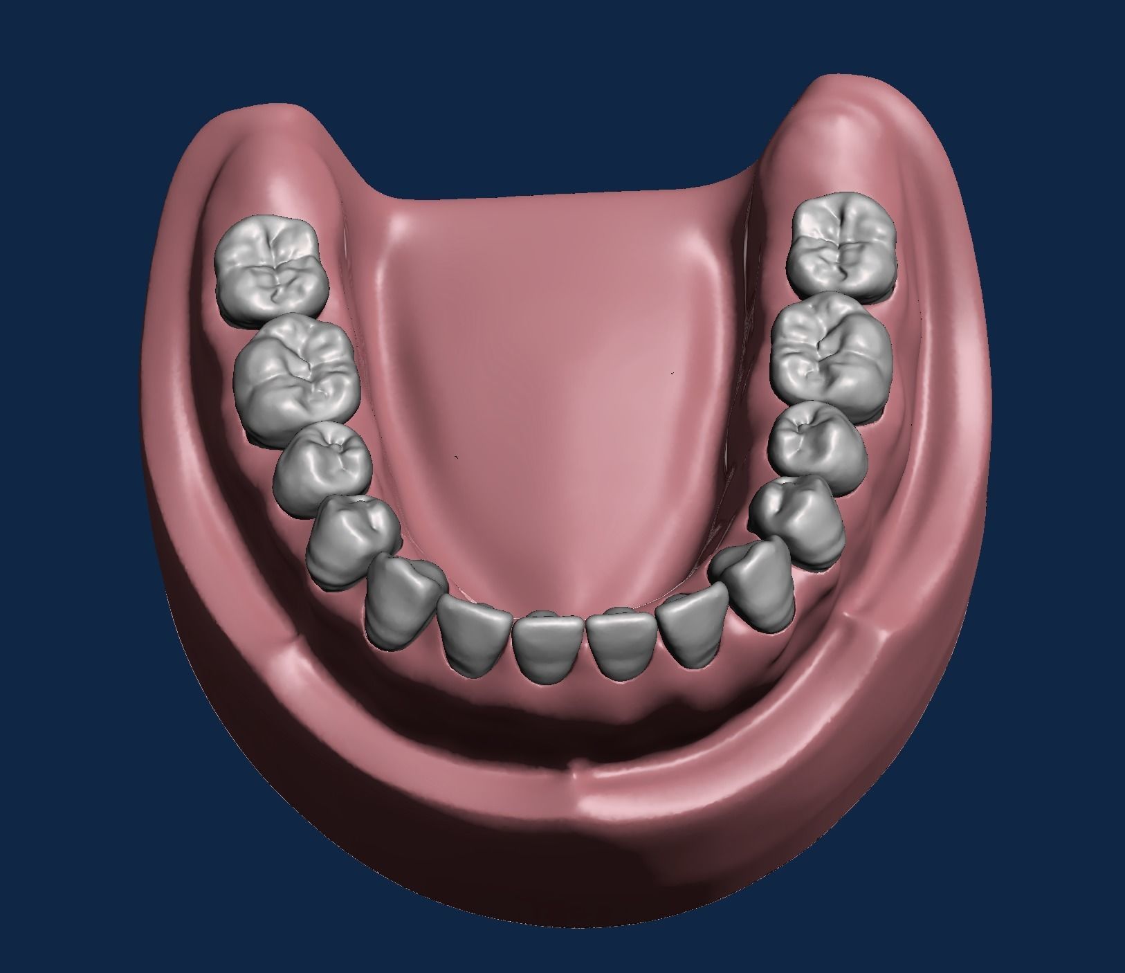 D003 Dental model with natural anatomy typodonts 3D model 3D printable ...