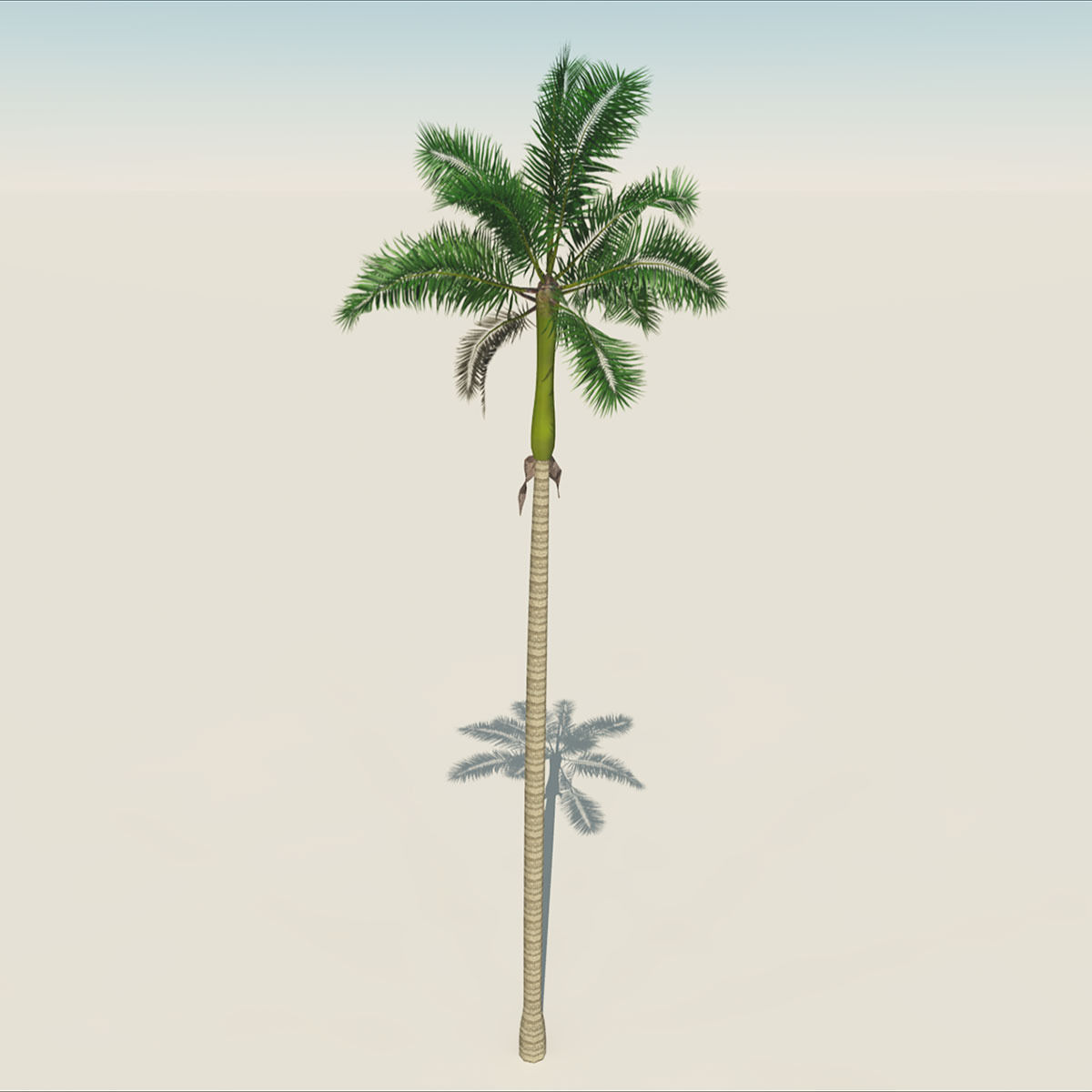3D model Florida Royal palm tree 01 - Low Poly VR / AR / low-poly ...