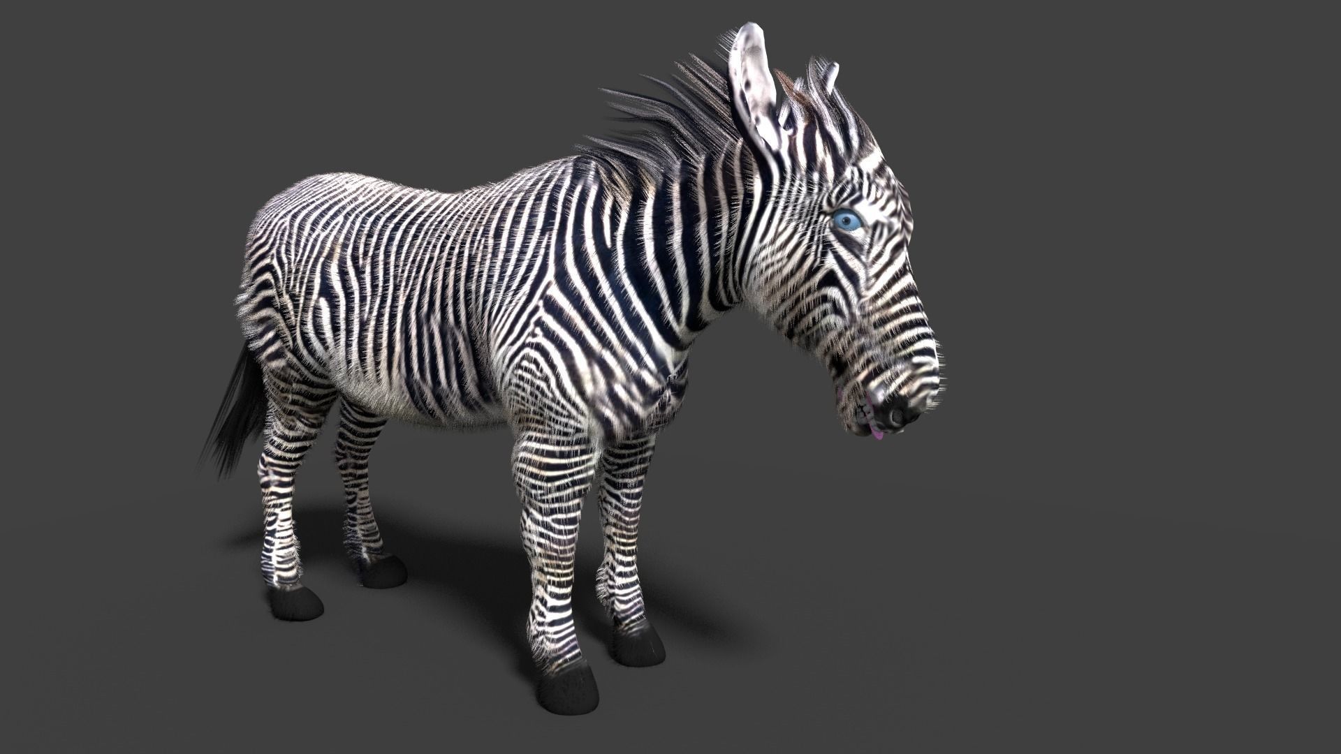 zebra 3D model | CGTrader