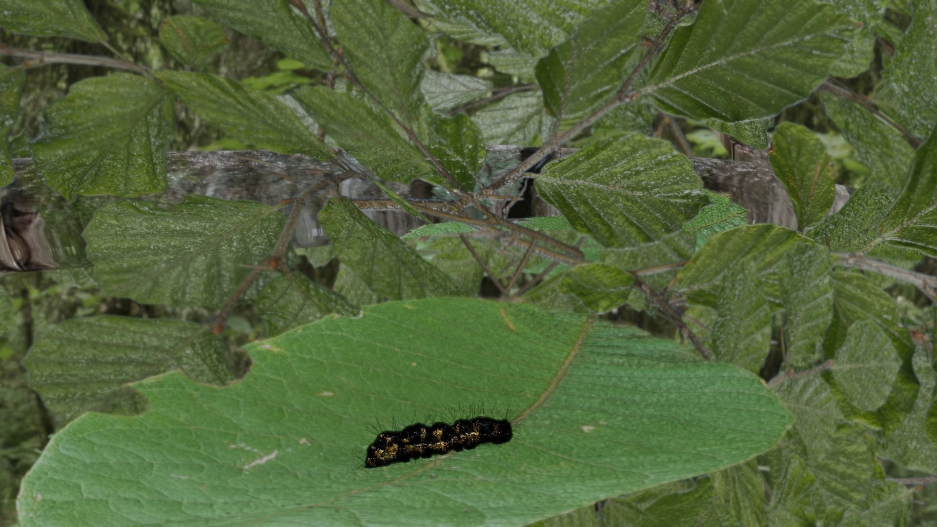 Photo-real caterpillar blend file free 3D model | CGTrader