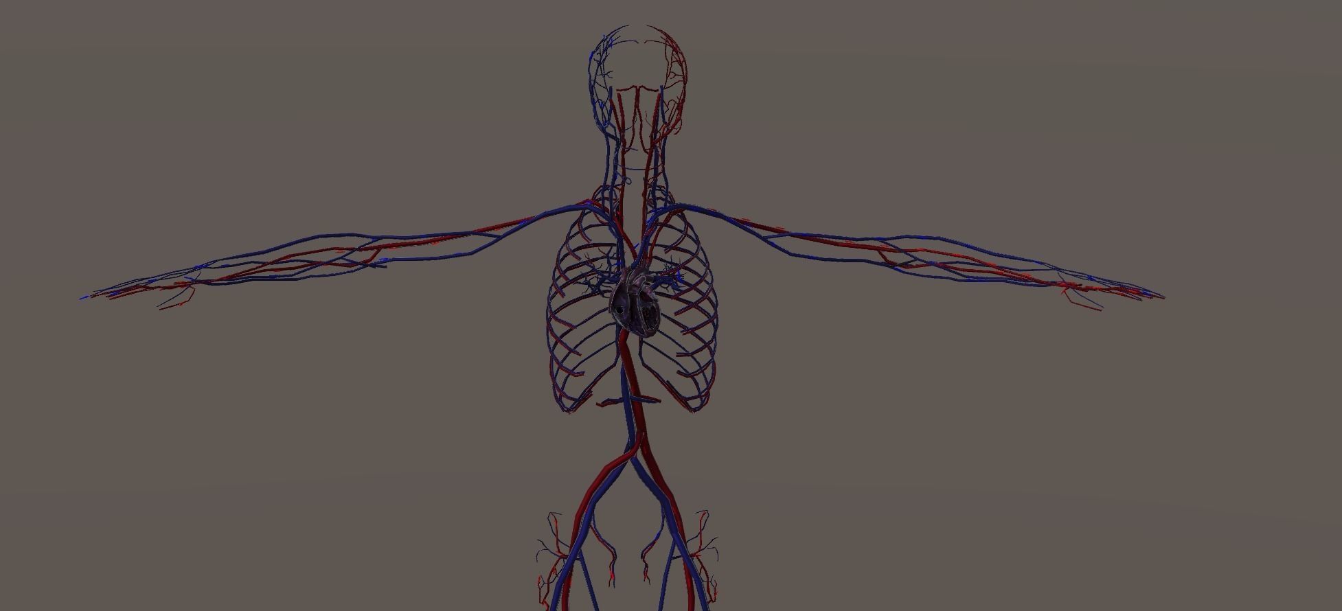 3D model Cross Section Circulatory and Digestive System VR / AR / low ...
