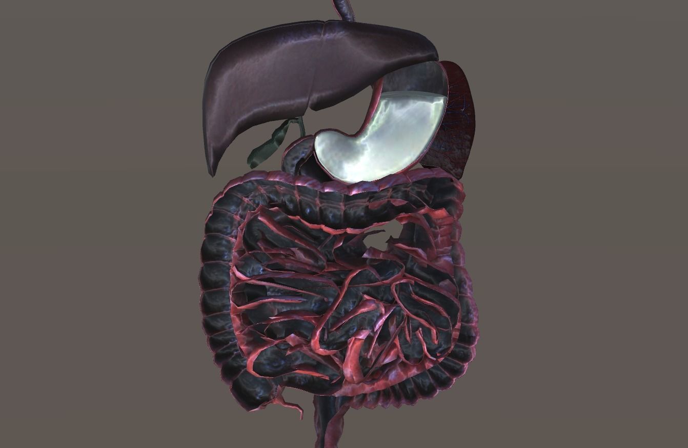 3D model Cross Section Circulatory and Digestive System VR / AR / low ...