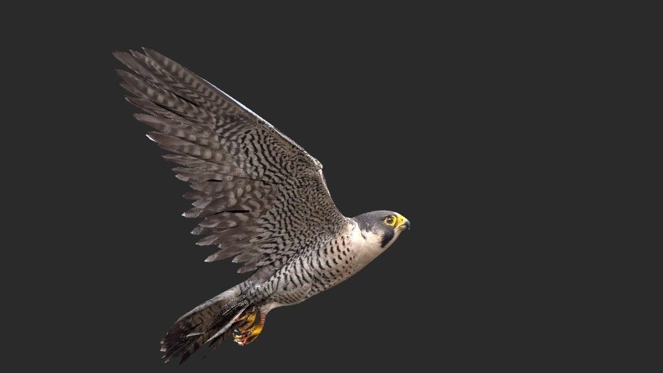 peregrine falcon free 3D model | CGTrader