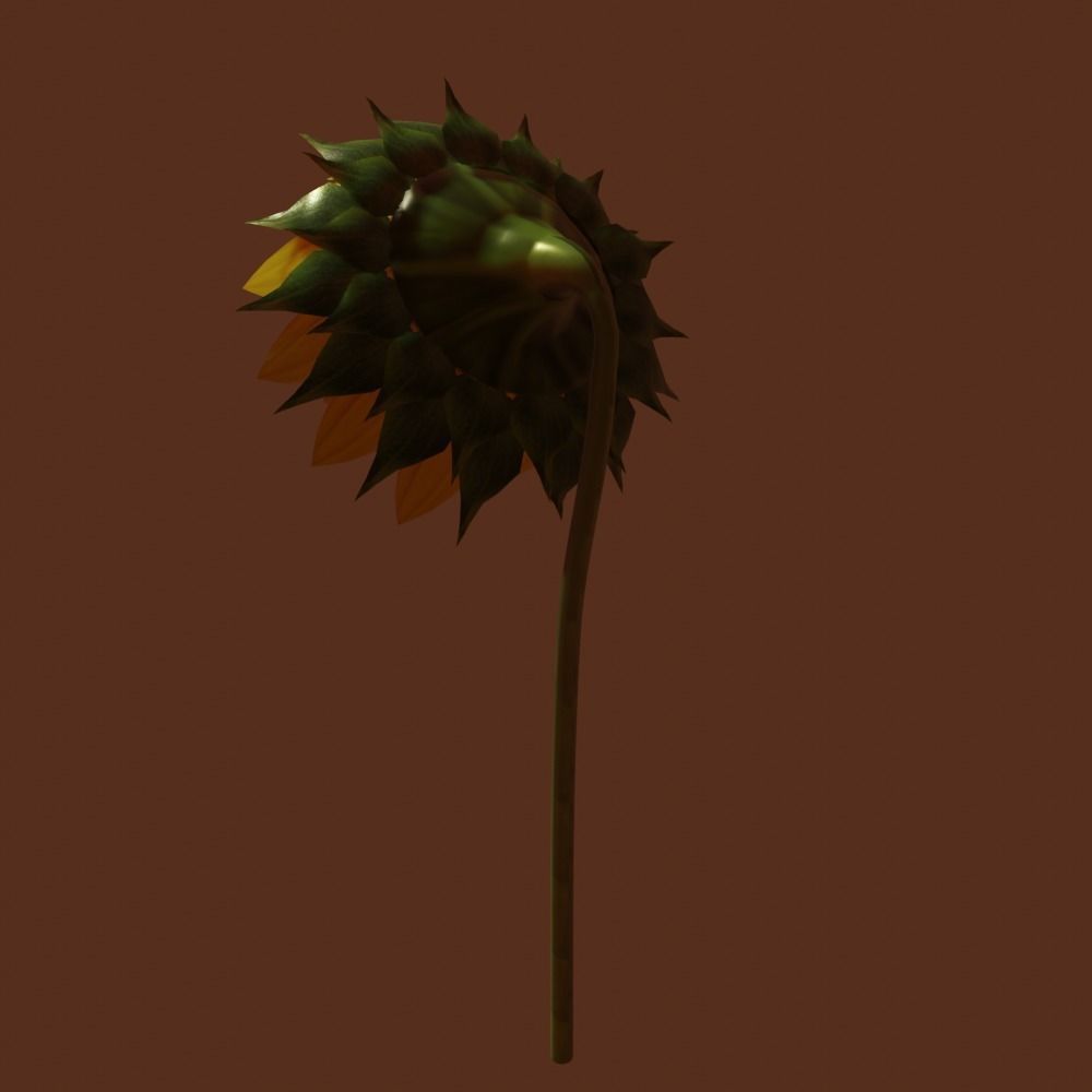 sunflower 3D model animated rigged | CGTrader