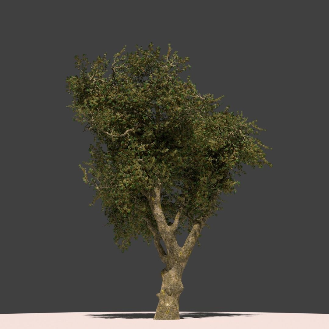 Dogu Cinari - Platanus Orientalis free VR / AR / low-poly 3D model ...
