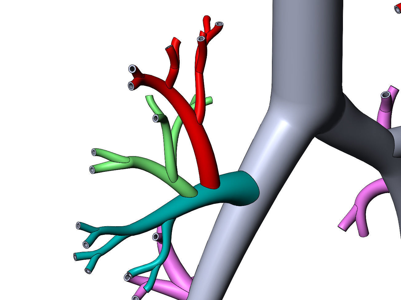 Bronchial tree 3d model for 3d printing CFD and FEA 3D model 3D ...