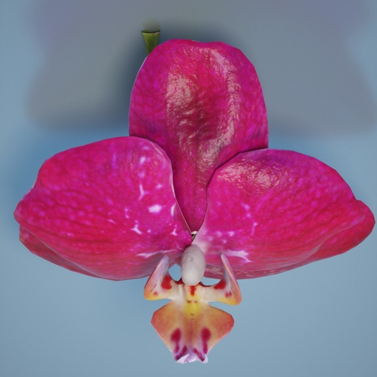 3D model Orchid 2 flower VR / AR / low-poly | CGTrader