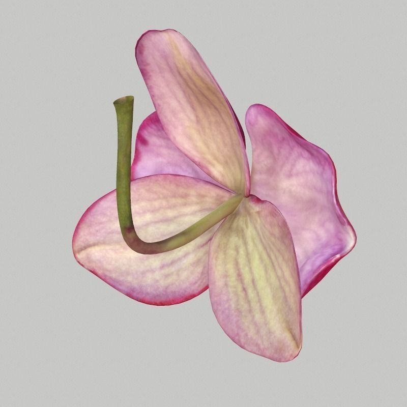 3D model Orchid 2 flower VR / AR / low-poly | CGTrader