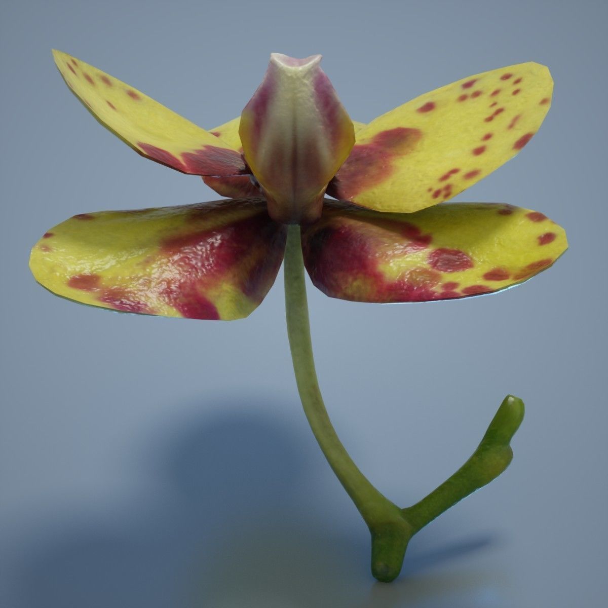3D model Orchid 4 VR / AR / low-poly | CGTrader