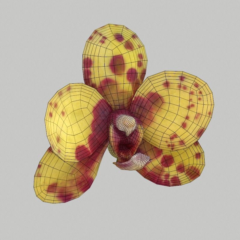 3D model Orchid 4 VR / AR / low-poly | CGTrader