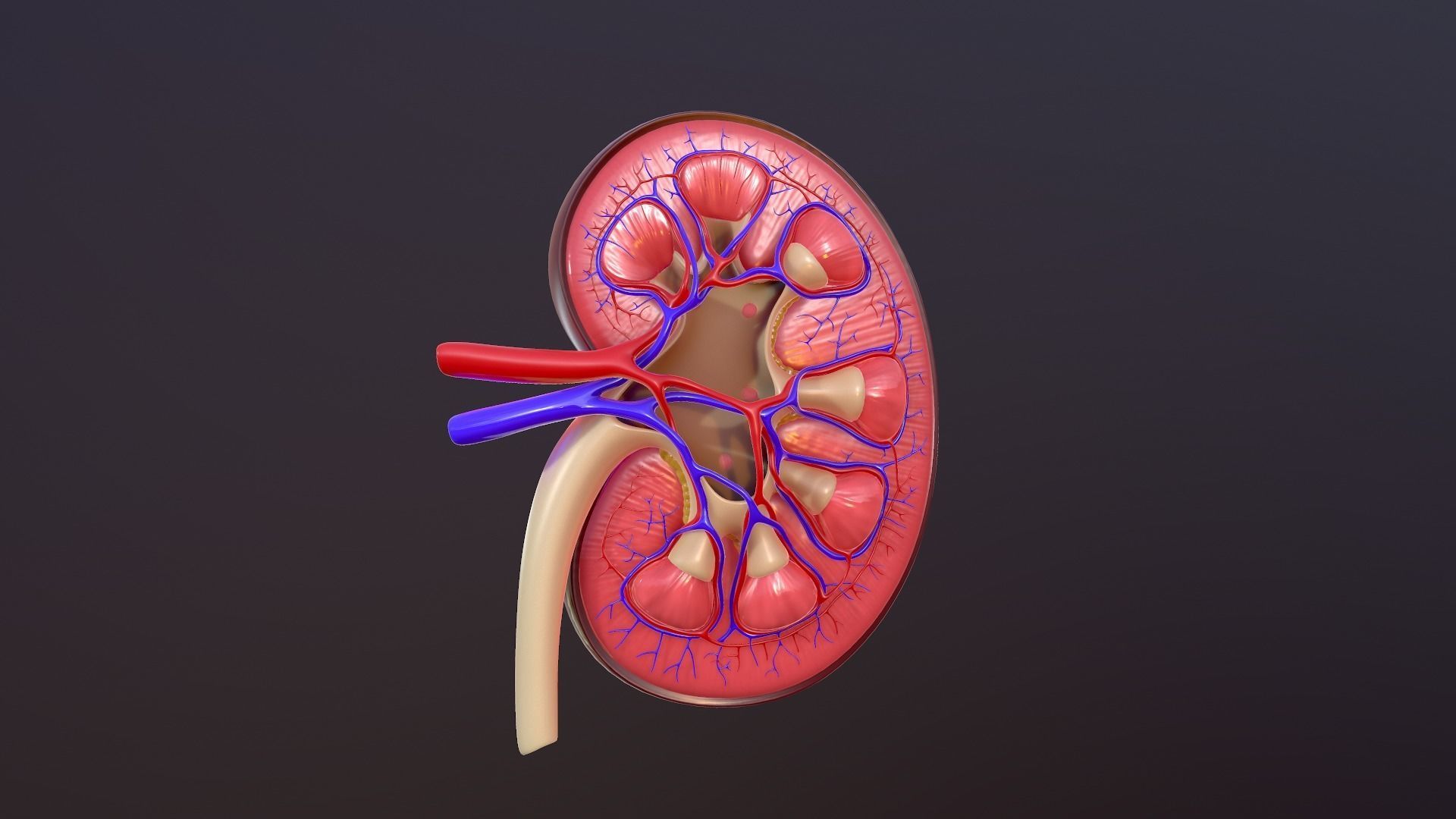 Human Kidney 3D model | CGTrader