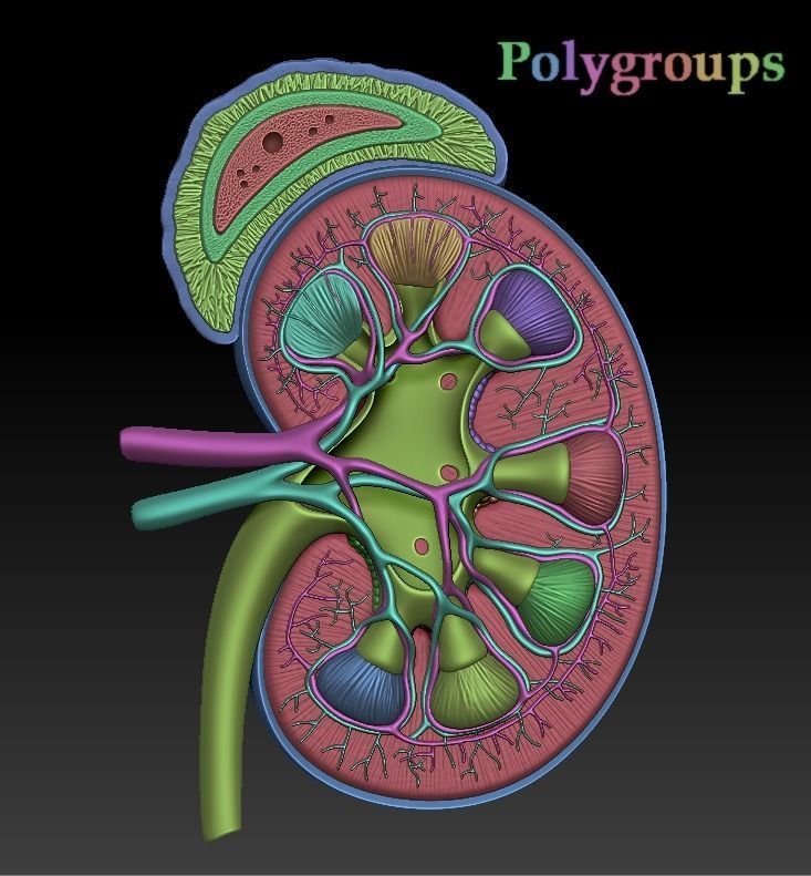 Human Kidney 3D model | CGTrader