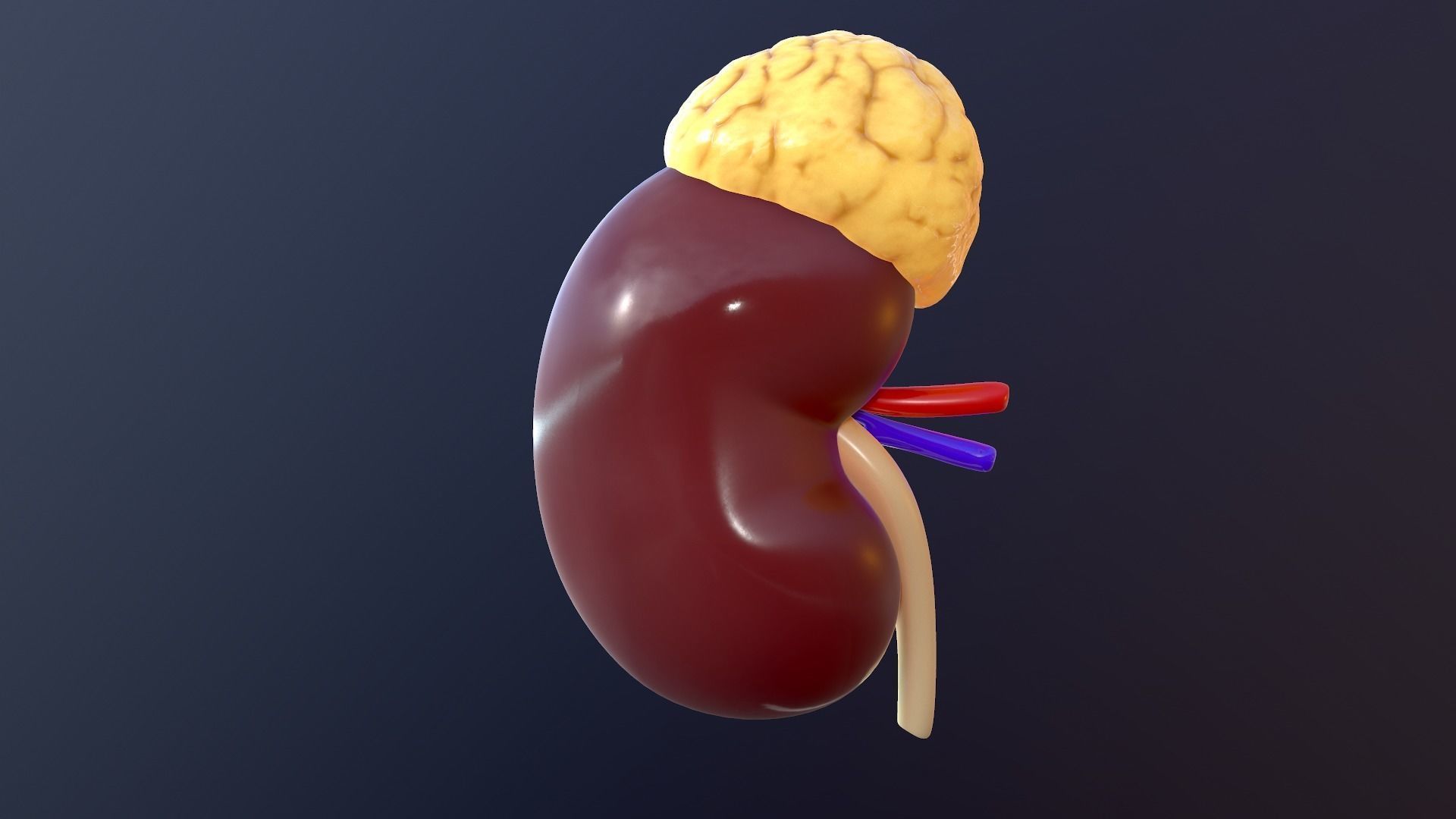Human Kidney 3D model | CGTrader