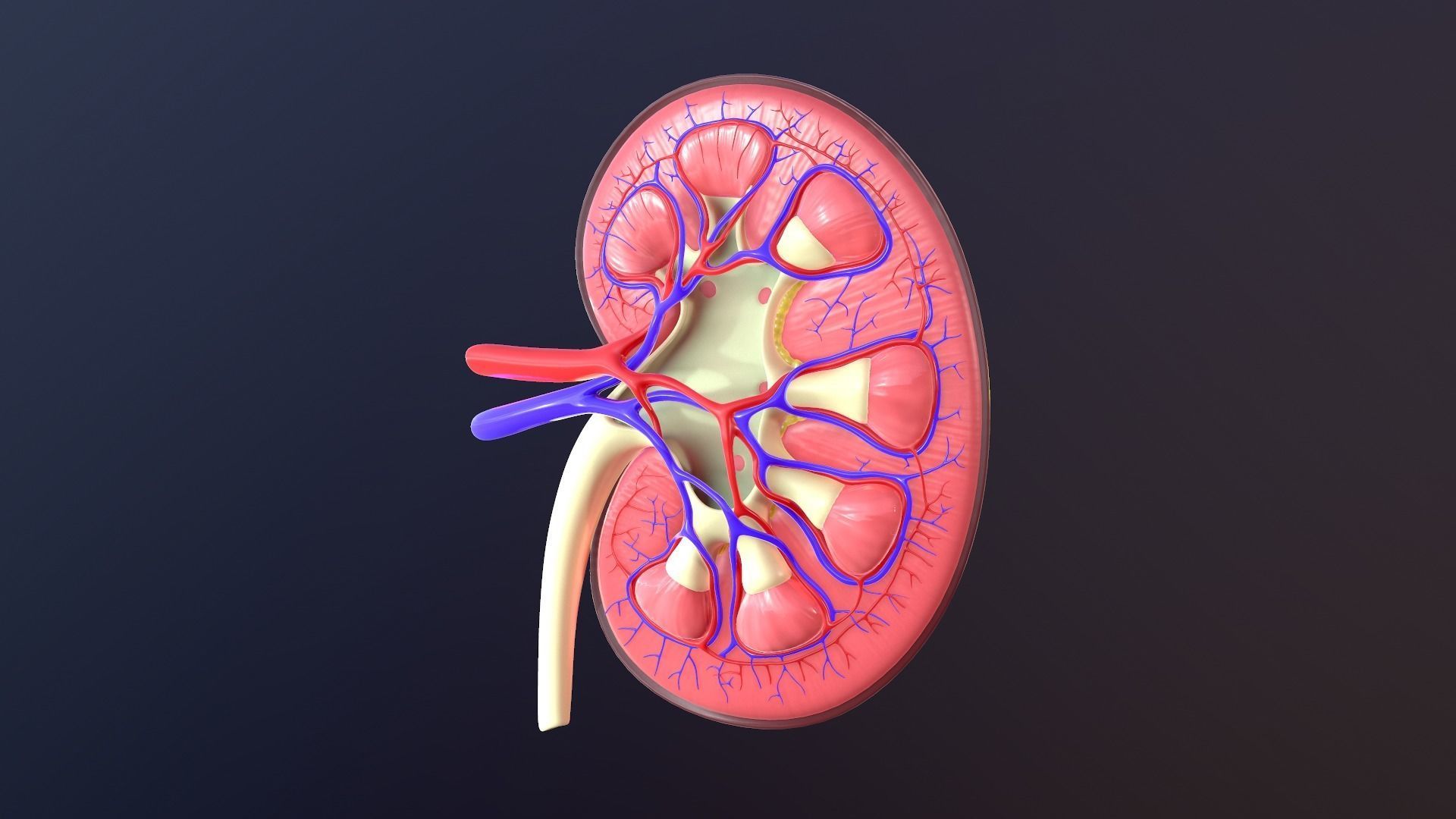 Human Kidney 3D model | CGTrader