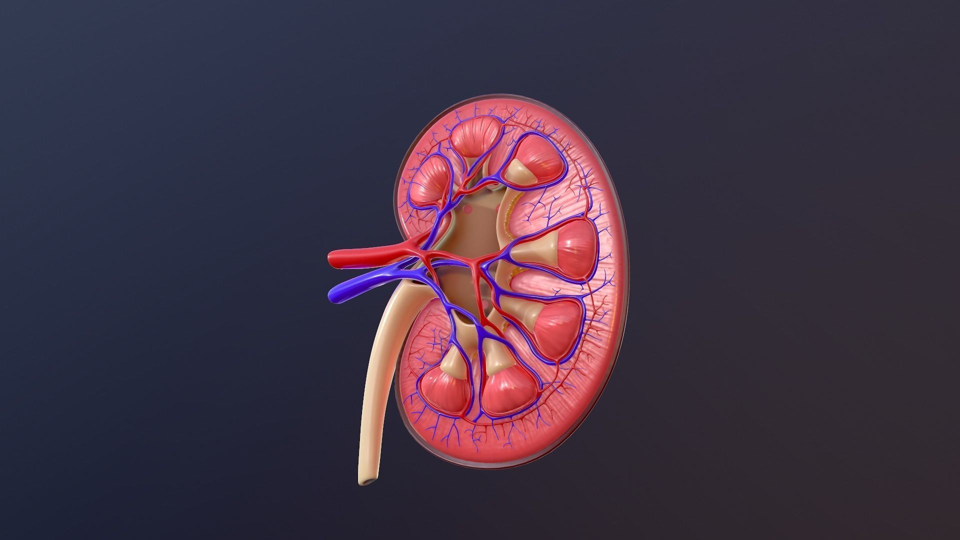 Human Kidney 3D model | CGTrader