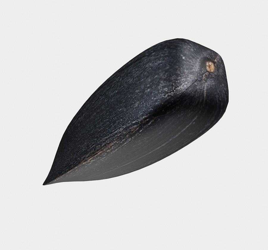 3D model Cracked Sunflower Seed Low-poly 3D model VR / AR / low-poly ...