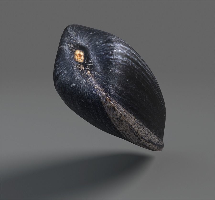 3D model Cracked Sunflower Seed Low-poly 3D model VR / AR / low-poly ...