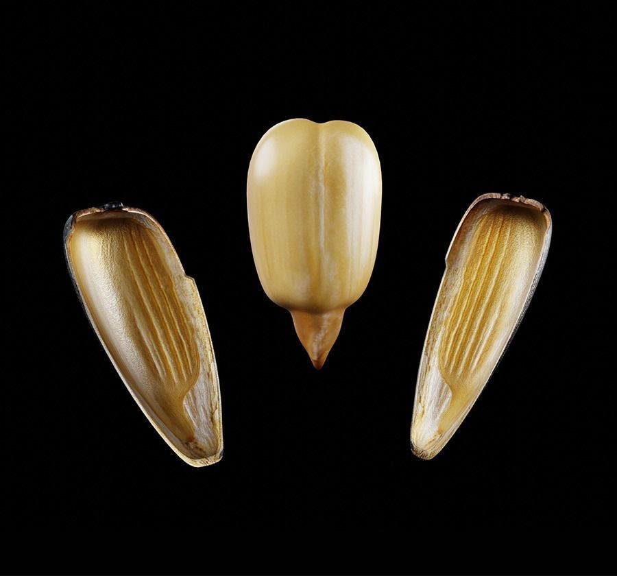 3D model Cracked Sunflower Seed Low-poly 3D model VR / AR / low-poly ...