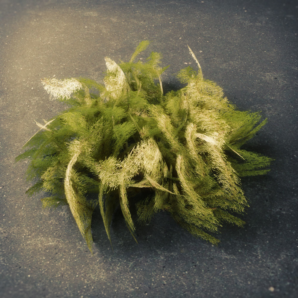 3D model Moss Low Poly 5 VR / AR / low-poly | CGTrader
