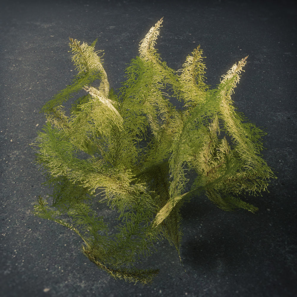 3D model Moss Low Poly 7 VR / AR / low-poly | CGTrader