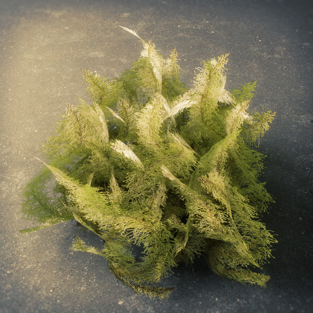 3D model Moss Low Poly 8 VR / AR / low-poly | CGTrader