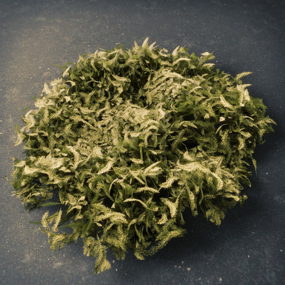 3D model Moss Low Poly 13 VR / AR / low-poly | CGTrader
