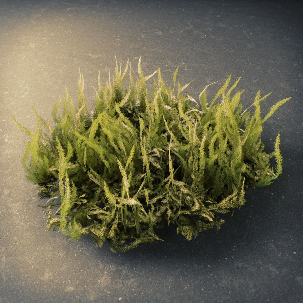 3D model Moss Low Poly 15 VR / AR / low-poly | CGTrader