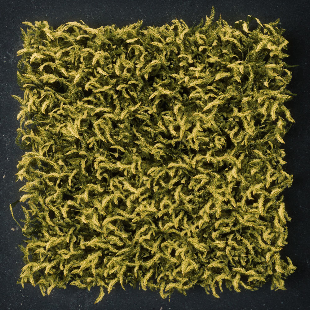 3D model Moss Square VR / AR / low-poly | CGTrader