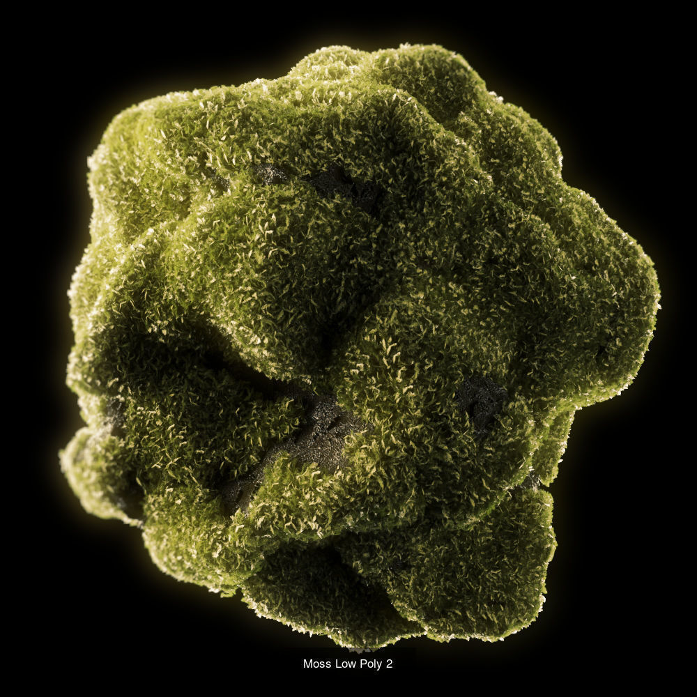 3D Model Collection Moss Pack Low Poly VR / AR / low-poly | CGTrader